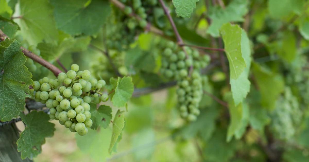 How is Cornell helping New York state's craft beverage industry? | CALS